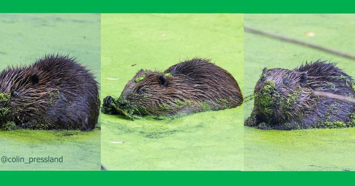 Enfield's baby beaver is another first for London | Forty Hall Estate