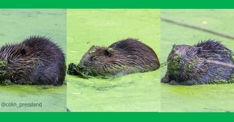 Photos Of Beavers